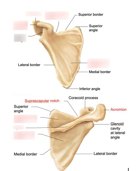 Scapular Diagram Quizlet