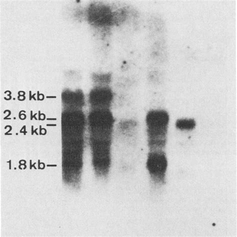 Late Rna Classes Encoded In Sall Subfragment 7a Of Wild Type And