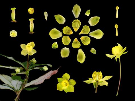 Berberidaceae Berberis Mingetsensis 小蘗科 眠月小蘗 Taiwanicus Flickr