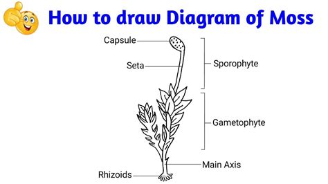 Label Diagram Of Moss Plant At Carl Eason Blog