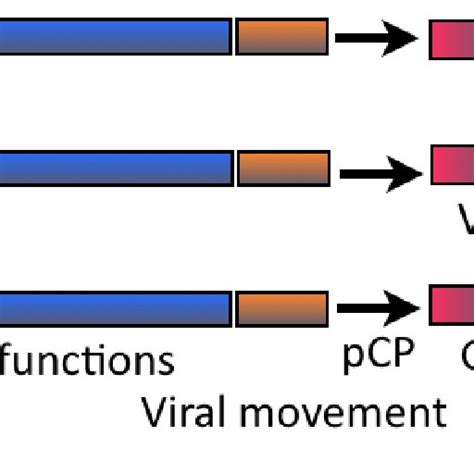 Schematic Diagram Of The Hybrid Tmv Based Vectors Purple And Blue Bars