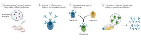 Affinity Maturation Immune System Gets Smarter Over Time