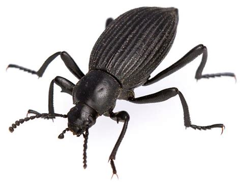 Eleodes Hispilabris Bugguidenet