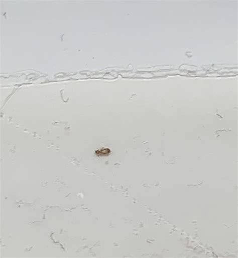 Is This A Bed Bug Nymph Rbedbugs