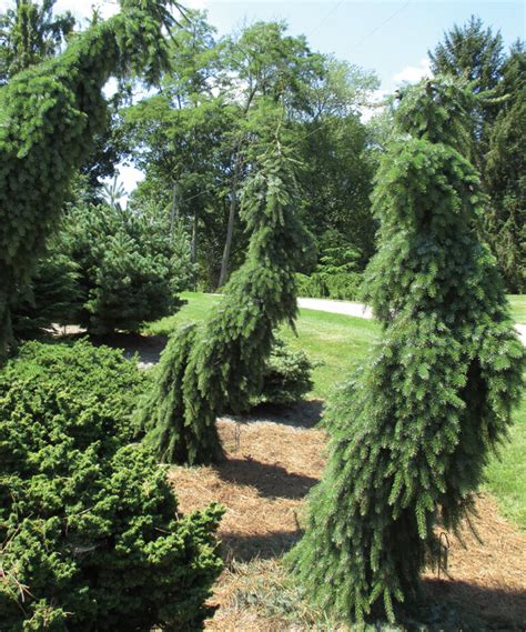 Columnar Conifers For Focal Points Screening And Tight Spaces Fine