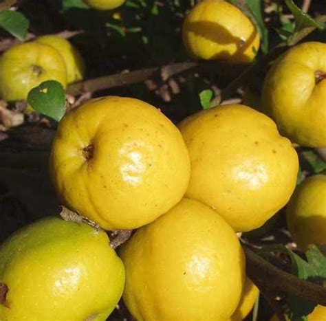 Chaenomeles Japonica Cido Dwergkweepeer Ten Elsen Boom En Groen Bv