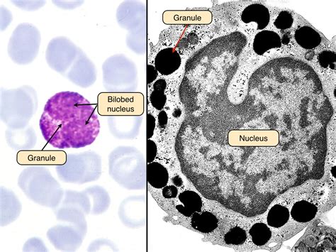Bacterial Cell Under Microscope Labeled