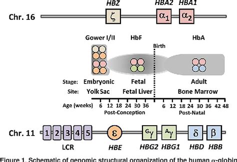 Globin Gene Regulation