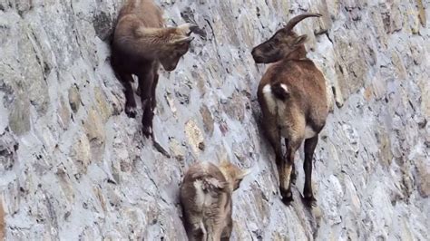 Alpine Ibex Goats Climbing Walls National Geo Graphic Youtube