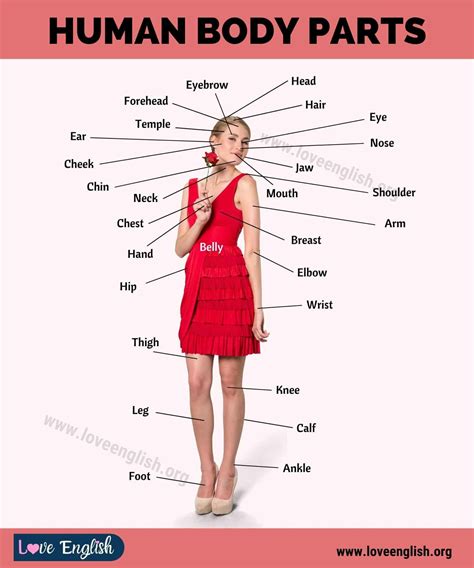 Body Parts Names 65 Proper Names For Human Body Parts Artofit