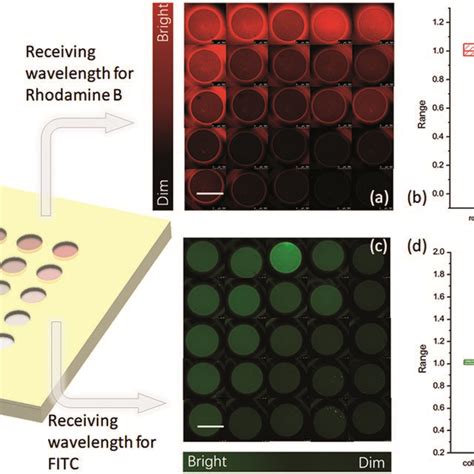 Fluorescent Infusion And Intensity Analysis A The Rhodamine B Download Scientific Diagram