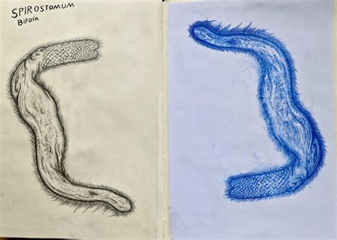 Illustrated Posters And Sketches Of Microbes I Made R Microscopy