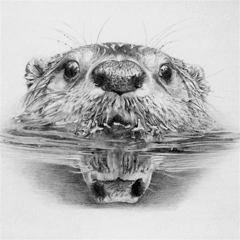 How To Draw A Sea Otter Face