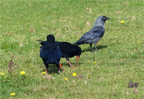 Great Orme Sky And Birds Bird Watching Trips