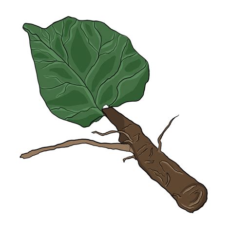 Burdock Rootconners Clinic Alternative Cancer Coaching