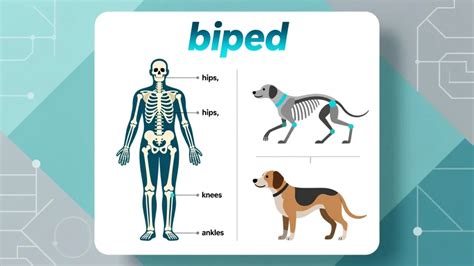 What Does Biped Mean A Simple And Clear Definition
