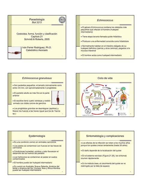 ParasitologÃ­a Echinococcus Echinococcus Granulosus Ciclo De Vida