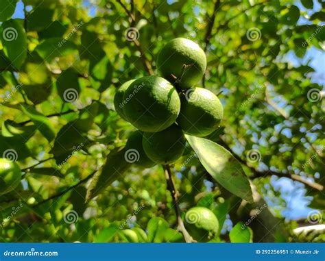 A Small Lime Hanging From A Very Green Tree Stock Image Image Of
