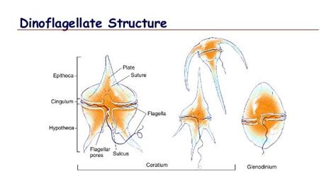 Phylum Dinophyta Dinoflagellates