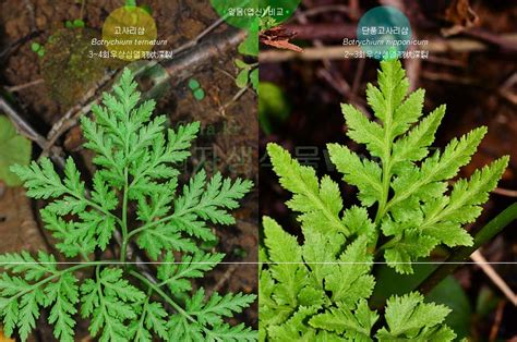고사리식물 단풍고사리삼