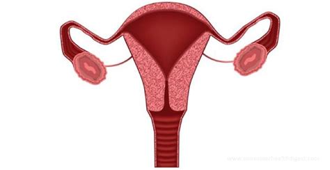 Vaginal Swelling What Are The Common Causes