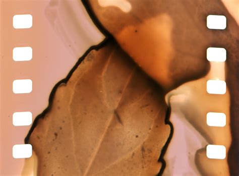 Phytogram Experiments In Weeds What Pushes Through 35mmc