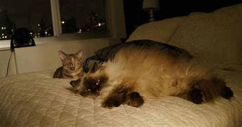 After A Long Day Of Plotting World Domination We Rest Imgur