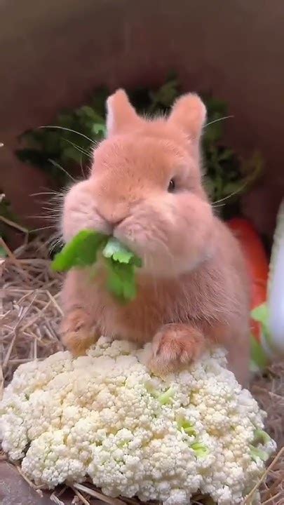 Cute Rqbbit🐰🐇 Rabbit Nature Cute Trending Foryou Youtube
