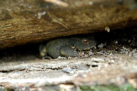 Ropucha ObecnÁ Zo Čsop Křivatec