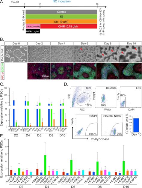 Generating Postganglionic Sympathetic Neurons From Human Pluripotent