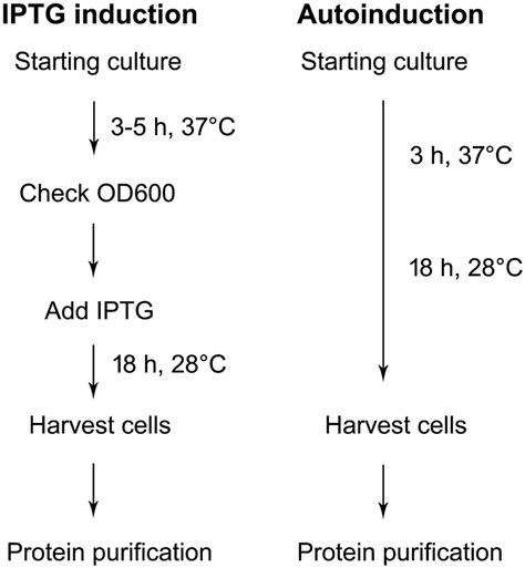Comparative Schemes Of Srh Dr5 B Expression By Iptg Induction And
