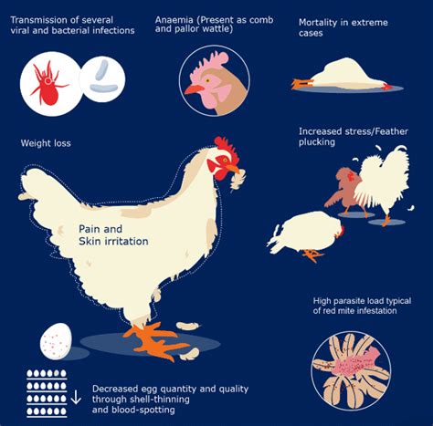 Growing Impact Of Red Mites Dermanyssus Gallinae On Birds A Complete