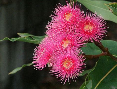 Потрясающие тропические цветы со всего света | Tropical flowers ...