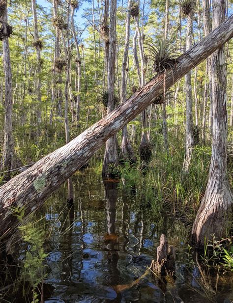 Cypress Tree Florida