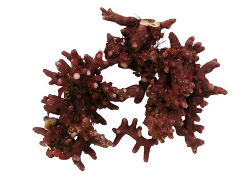 Algae Calcium Biogenic Minerals