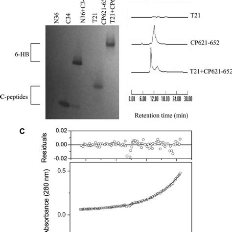 Structure And Function Of Hiv 1 Gp41 A Schematic View Of The Gp41