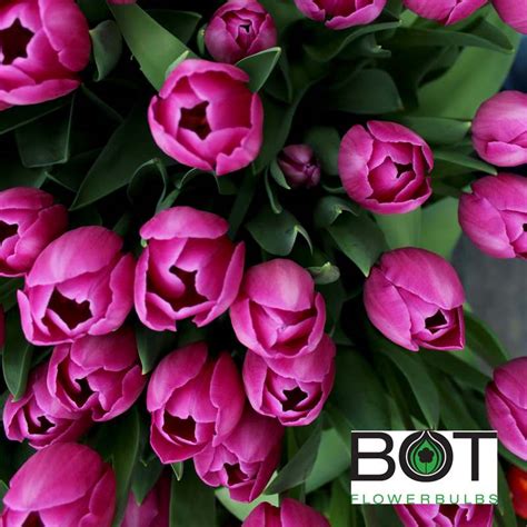 Amedea Bot Flowerbulbs