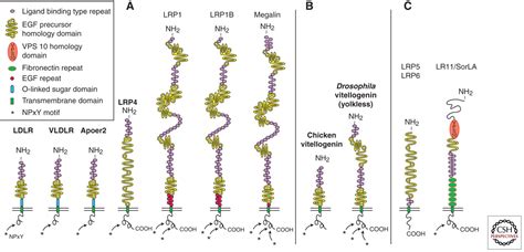 Apolipoprotein E And Apolipoprotein E Receptors Normal Biology And Roles In Alzheimer Disease