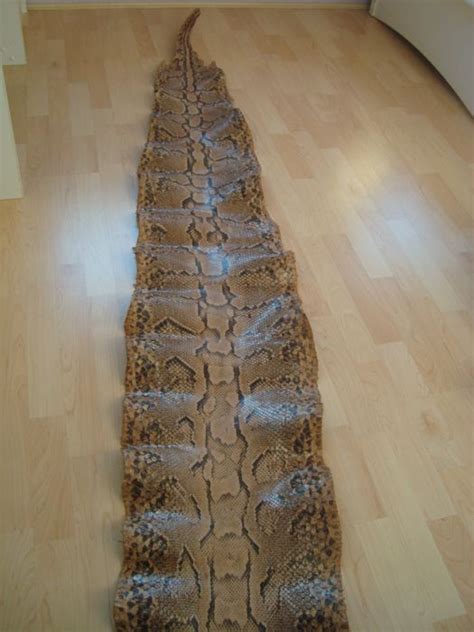 Vintage Reticulated Python Skin Python Réticulatus Catawiki