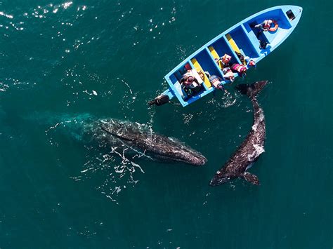 World Oceans Day 5 Coastal Resorts Where Guests Can Get Involved In Conservation Forbes India