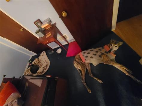 Chad Has Sex But Not With The Cat Rchadtopia