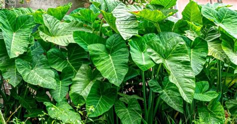 Vegetarian Laing Filipino Taro Leaves In Coconut Milk Recipe Hubpages