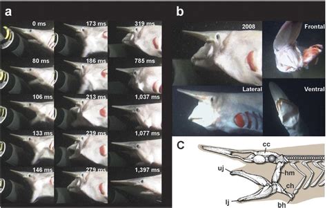 Striking And Prey Capture Behaviors Of The Goblin Shark A Striking