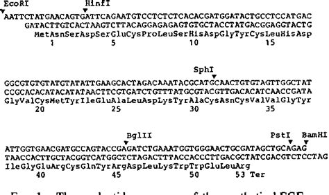 Figure 1 From Use Of Bacillus Brevis For Efficient Synthesis And Secretion Of Human Epidermal