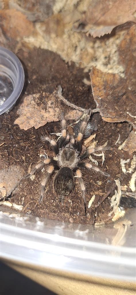 B Hamorii Sex Rtarantulas