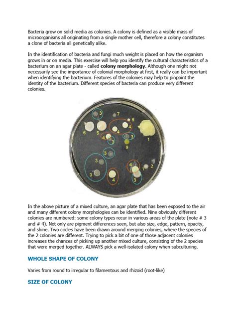 Bacterial Colony Growth Pdf Bacteria Microbiology