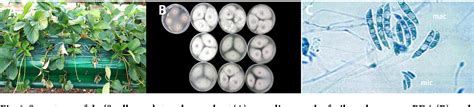 Figure 1 From Effect Of The Microalga Chlorella Fusca Chk0059 On