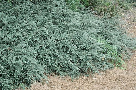 Gray Leaf Cotoneaster Cotoneaster Glaucophyllus In Dallas Texas Tx