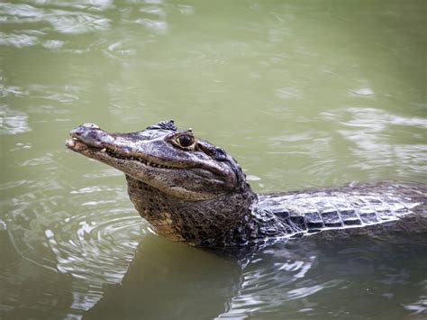 Galería De Imágenes Los Animales De La Amazonía De Ecuador