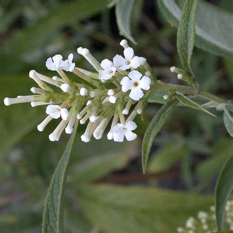 Buddleja Davidii White Bouquet Houtmeyers Plantencentrum En